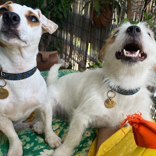 Dog Neck Band With Name. Custom Pet Id. Engraved Dog Collar. Custom Cat ...