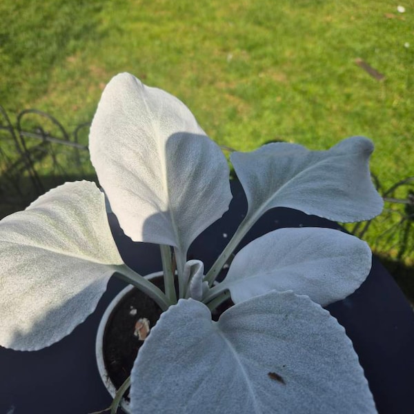 Rose 'fantastic at 60' Happy Birthday Rose Gift Wrapped With Huge Bow ...