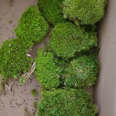 World Map With Moss World Map With Reindeermoss on a - Etsy