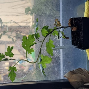 Cymbopogan Marinii Motia Palmarosa Grass Plant in 4 Inch Pot - Etsy