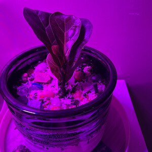 Flowerpotnursery Ruby Red Spikemoss Selaginella Erythropus Sanguinea 4 ...