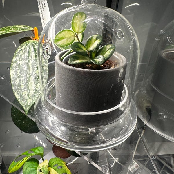 Philodendron Fire Princess Rooted in Soil, Actively Growing - Etsy