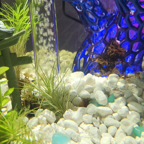 Mini Pellia (coral Moss) Live Plant 2" X 2" Riccardia Chamedryfolia - Etsy