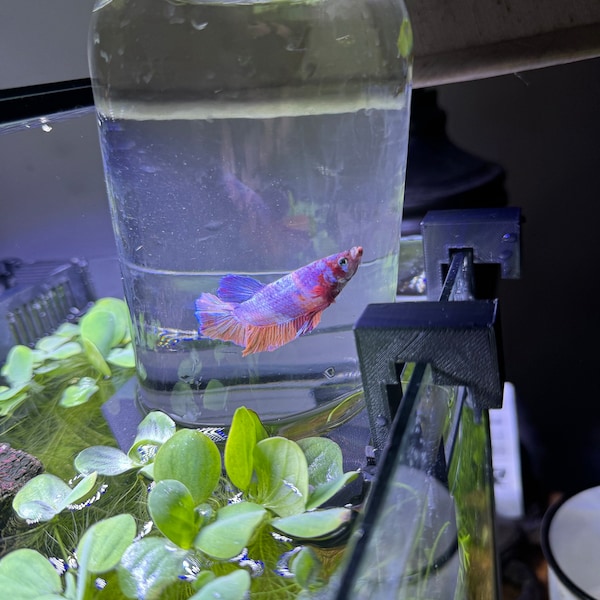 Inverted Betta Tank Holder, Panoramic View for Betta Fish, 360 View for ...