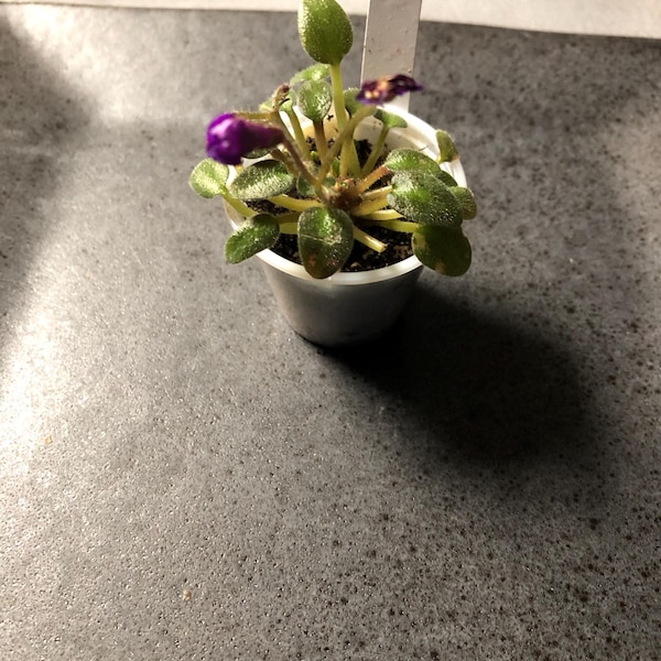 Micro Mini African Violet Lil’ Periscope in Bud and Bloom 5/2/26 ...