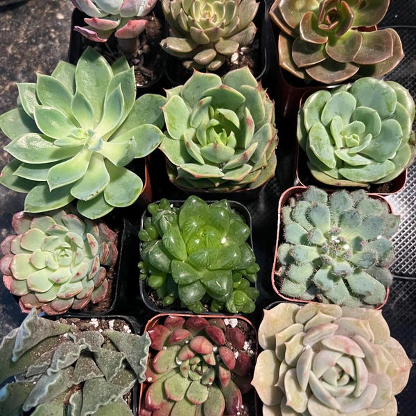 12 Succulents-sets - Etsy