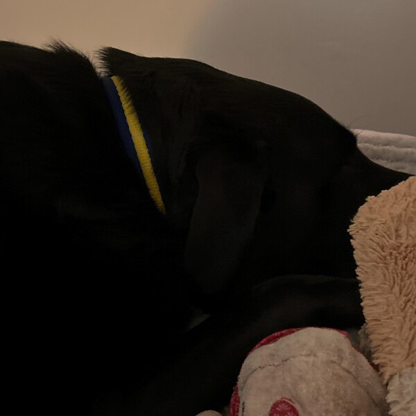 Wheelie Bin Straps Lid Securing Tie Down Strap No Drilling Bungee Cord ...