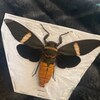 REAL Giant Black Cicada Tosena Albata SPREAD Insect - Etsy