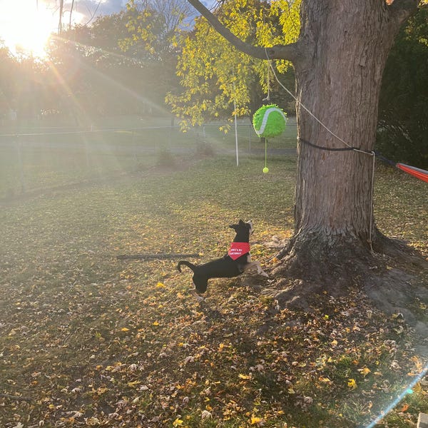 Frog Pinata. Party Decorations Supplies. Zoo Party - Etsy