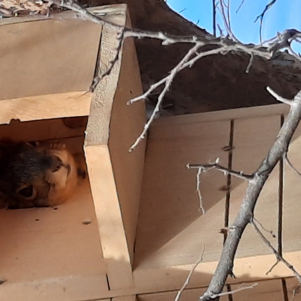 Durable Gray Squirrel Nesting Box – Wildlife Rehab Approved-predator ...