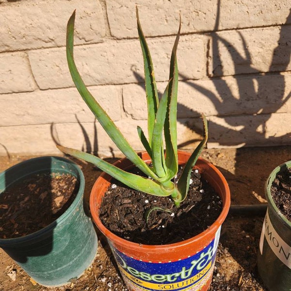 Brachychiton Rupestris Australian Bottle Tree. Queensland Bottle Tree ...