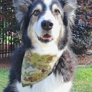 AKC Scent Work NOVICE Title Progression Tracking Sheet Digital Download ...