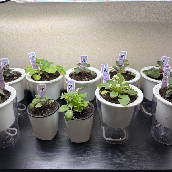 Maranta Variegated in a 4 Pot, Prayer Plant Maranta Leuconeura ...