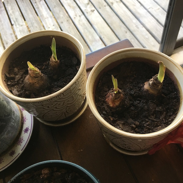 2 Amaryllis Vittata Bulbs FW95210-10 - Etsy
