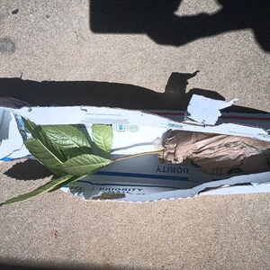 Pheasant Wood, Kassod senna Siamea Rare Hardwood Tree Live Plant - Etsy