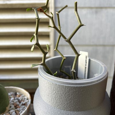 Sitting Chick Plant Pot Cute Animal Planter Minimalistic Decor 3D ...