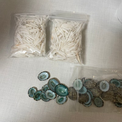 White Tusk Shells-sea Shell Bulk-craft Shell-coastal Home Decor-sailors ...