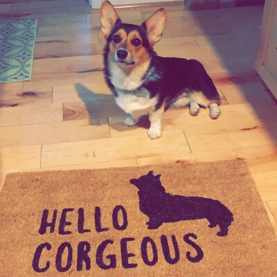 Hello Corgeous Doormat Funny Corgi Welcome Mat Unique Gift - Etsy