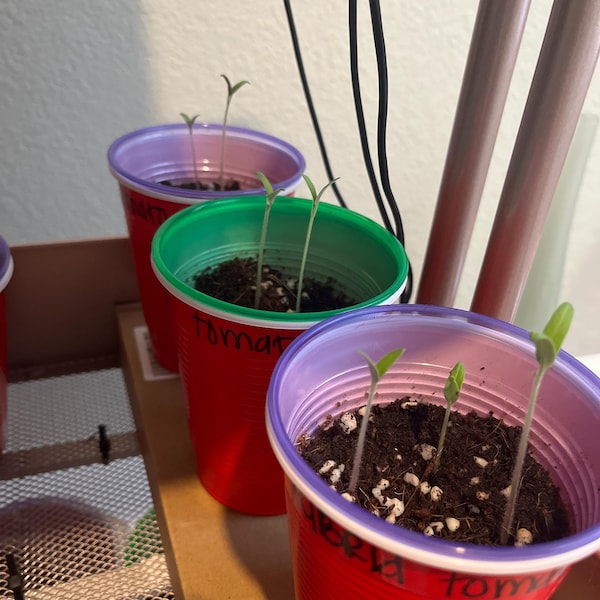 Phoenix Hybrid Tomato Seeds - Etsy