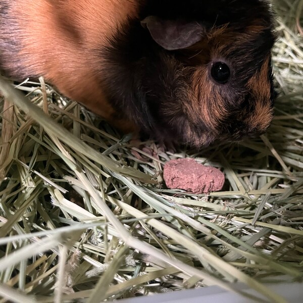 Hamster, Gerbil, Rat, and Mouse Forage Mix - Etsy