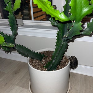 Peter Rabbit Pot Buddy Pot Hanger Beatrix Potter Gift Boxed Pot Buddies ...