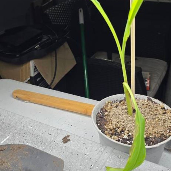 Royal Intenz Magnifica Medinilla Plantlive Well Rooted Starter Plant ...