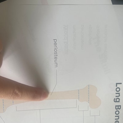 Endocrine System Digital Sticker Pack Pre-crop Goodnotes Stickers for ...