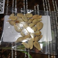 Dancing Rose Seeds perennial authentic Seeds-flowers organic. Non Gmo ...