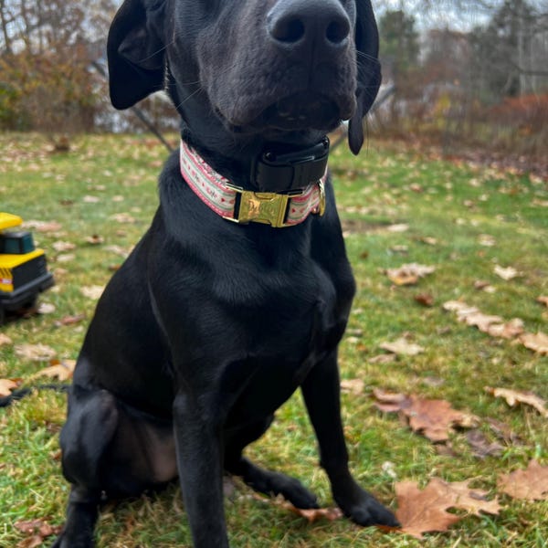 Orange/black Polkadot Dog Collar W/ Metal Buckle, HAND MADE , Custom ...