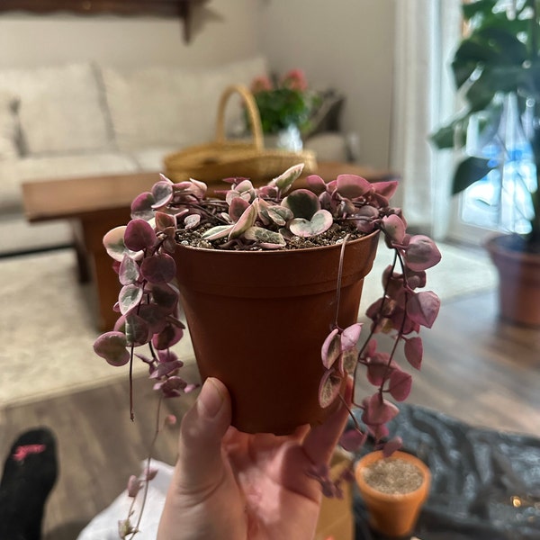 3.5” Variegated String of Hearts / Ceropegia Woodii Variegata - Etsy