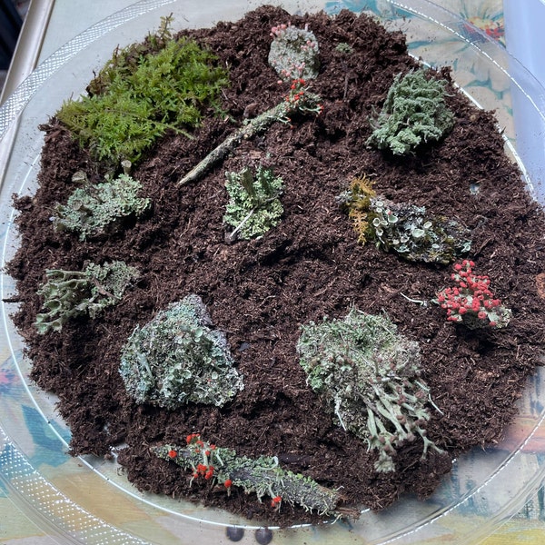 Pixie Cup Lichen. Live Pixie Cup Lichen Specimens for Terrarium, Moss ...