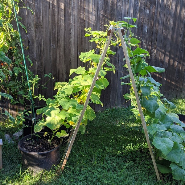 Heirloom Persian Cucumber Seeds - Fresh Seeds Grown and Harvested in ...