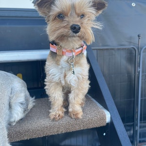 Orange and White Checkered Dog Collar, Martingale or Flat Collar, Dog ...