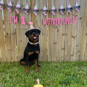 Cat Birthday Hat Pet Party Hat Puppy Birthday First - Etsy