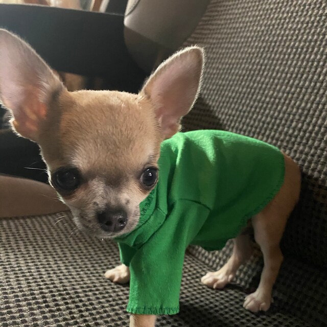 Welcome To Doogie Couture by DoogieCouture on Etsy