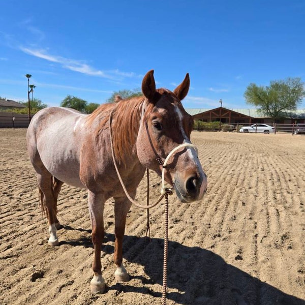 Yacht Rope Sport Mecate Reins W Poppers! Use With Slobber Straps ...