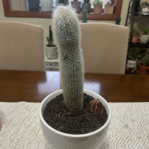 Powder Puff Pincushion Cactus Plant, Fully Rooted, Mammillaria Bocasana ...