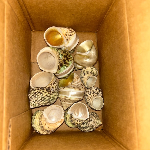 Stunning Polished Paua Abalone Shell (new Zealand) 5" Smudging Beach ...