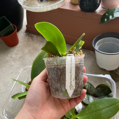 Phal. Tzu Chiang Chrisna, Fragrant Smell Like Roses - Etsy