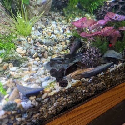 5 Indian Almond Leaves Nano, 5 Filao Cones & 10 Alder Cones Package for ...