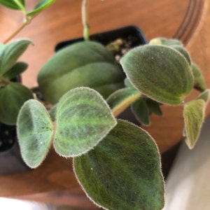 Peperomia Fagerlindii - Etsy