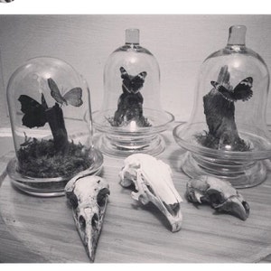 Real Crenis Pechueli Butterfly Spread for Your Project or - Etsy