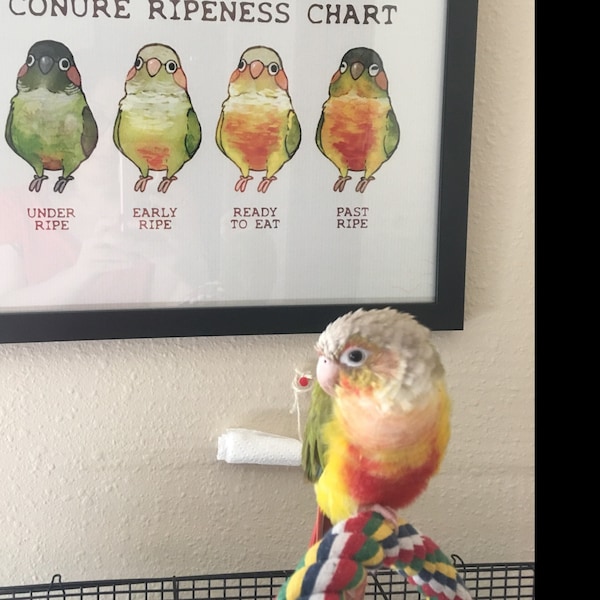 Conure Ripeness Chart Poster - Etsy