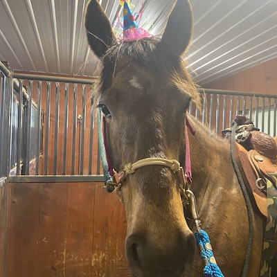 Crinet Crest of Neck Foam Armor for Horses or Ponies Criniere Medieval ...