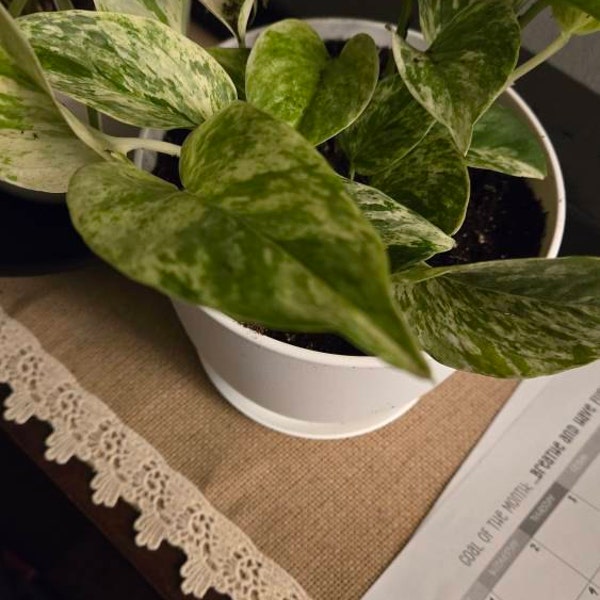 Rare Pothos Cuttings Mix- Golden Pothos / Heart Leaf Philodendron ...