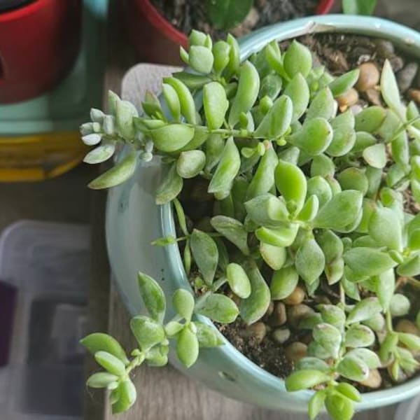 Cotyledon Pendens, Trailing Succulent, Small Live Plant in 2", 4", 6 ...