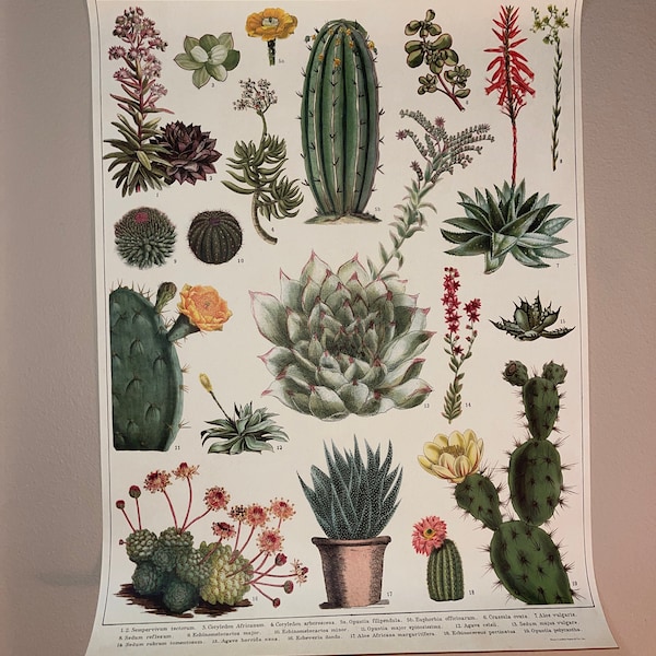 Succulent Print | Succulent Gift | Succulent Decor | Succulents Poster ...