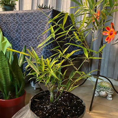 Tropical Blue Bamboo Bambusa Chungii NON-INVASIVE, CLUMPING - Etsy