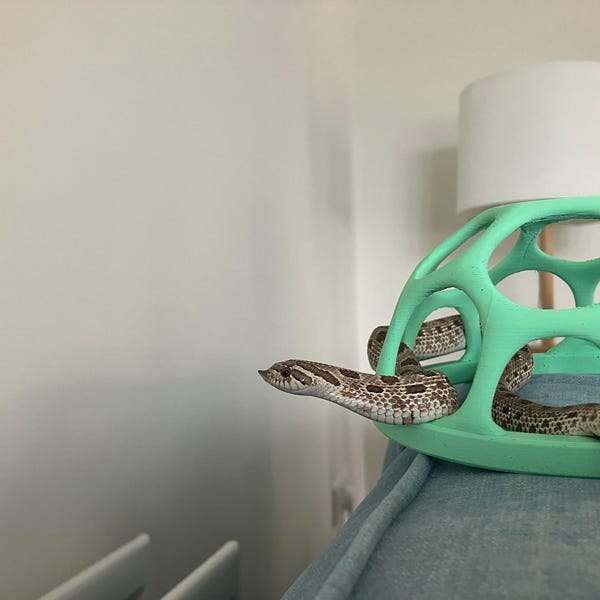 Snake Jungle Gym, Reptile Climbing Frame, Climber Enrichment for ...