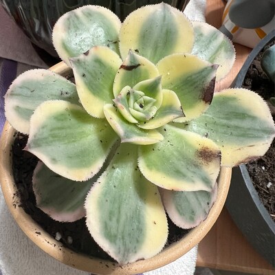 Variegated Baby Sun Rose Ice Plant Pink Succulent Rare - Etsy